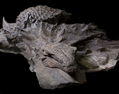 Are There Dragon Fossils