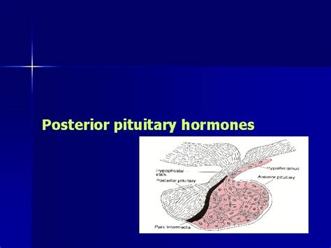 Posterior Pituitary Hormones The Posterior Pituitary Gland Composed