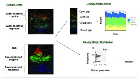 lidar metrics based on the canopy structure download scientific diagram