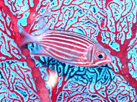 ニジエビス 2024 06 08 WEB魚図鑑