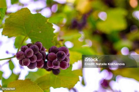 포도 나무에 매달려 달콤한 잘 익은 검은 이사벨라 포도 와인 제조를 위한 농장에서 가을 수확 건강한 식생활에 대한 스톡 사진 및 기타 이미지 Istock