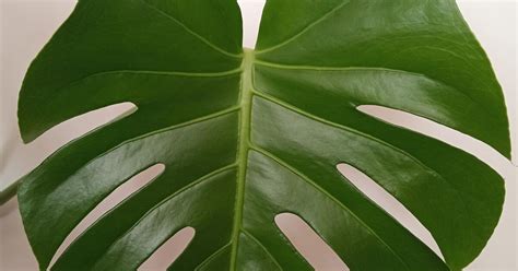 Навчальна програма з біології НУШ для 7 класу Робоча програма Біологія