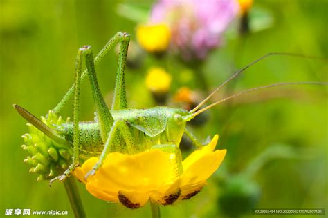 蝗虫 摄影图昆虫生物世界摄影图库昵图网