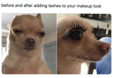 Ugly Chihuahua Memes Funny Deals Looking Chihuahua