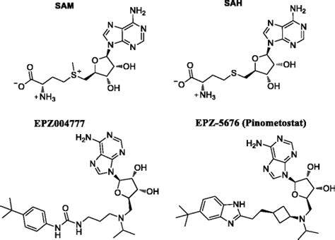 Chemical Structures Of Sam Sah And Dot1l Inhibitors Epz 5676 Is In