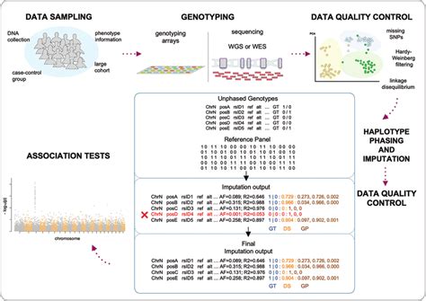 Genotype Imputation In A Genome Wide Association Study Gwas Workflow