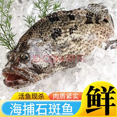 石斑鱼新鲜速冻石斑鱼深海鲜活石斑鱼冷冻珍珠斑鱼老虎斑 500 600g条1条【图片 价格 品牌 报价】 京东