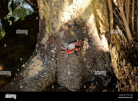 Mangrove Root Crab Goniopsis Cruentata Is A Crab Native To Western