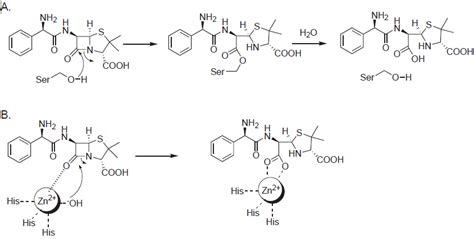 The Hydrolysis Of The Penicillin Amoxicillin Is Shown To Be Catalyzed