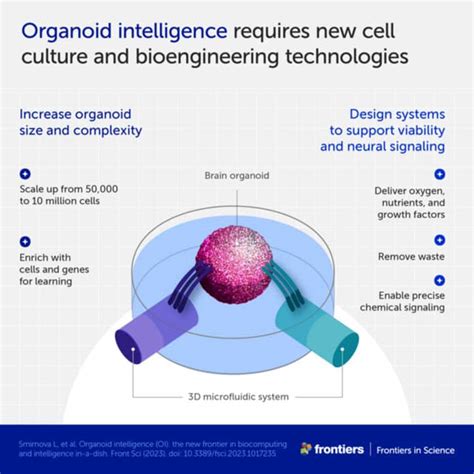Organoid Intelligence A Revolutionary Path To Drive Computing Forward