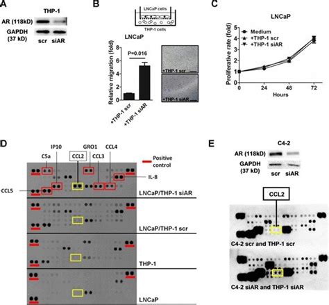 Ccl2 Is Responsible For Increased Cell Migration After Targeting Ar In Download Scientific