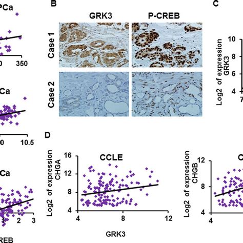 Pdf Grk3 Is A Direct Target Of Creb Activation And Regulates