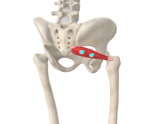TRIGGER POINT OF THE WEEK PIRIFORMIS