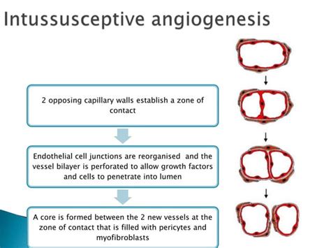Angiogenesis In Health And Disease Pptx