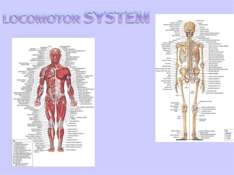 Locomotor System