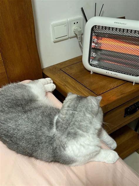 котик Cats смешные картинки и другие приколы комиксы гиф анимация видео лучший