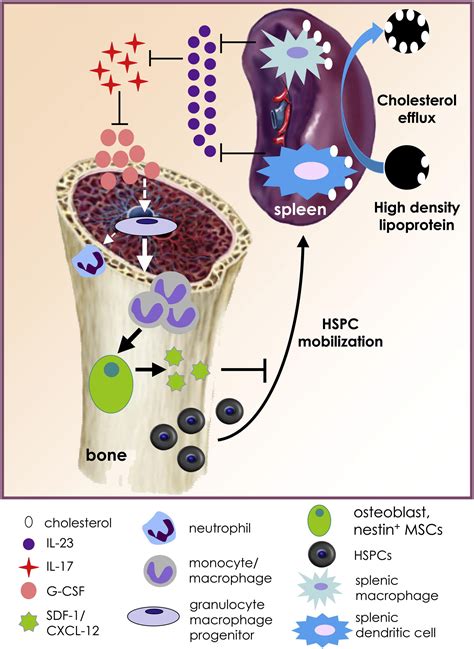 Regulation Of Hematopoietic Stem And Progenitor Cell Mobilization By