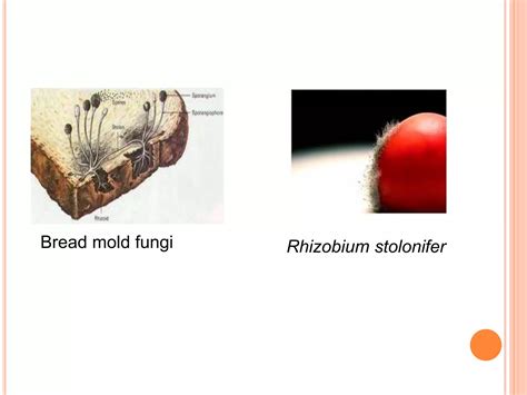 Classification Of Fungi Pptx Infertility Reproductive Health