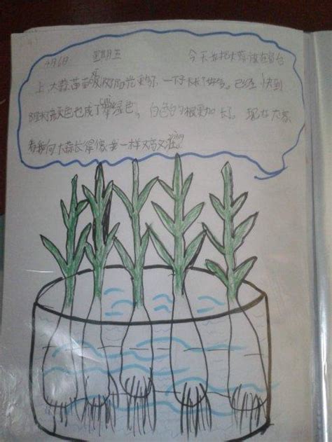 4年级观察日记手抄报 4年级手抄报 普车都