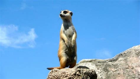 La Suricata Características Hábitat Alimentación Comportamiento