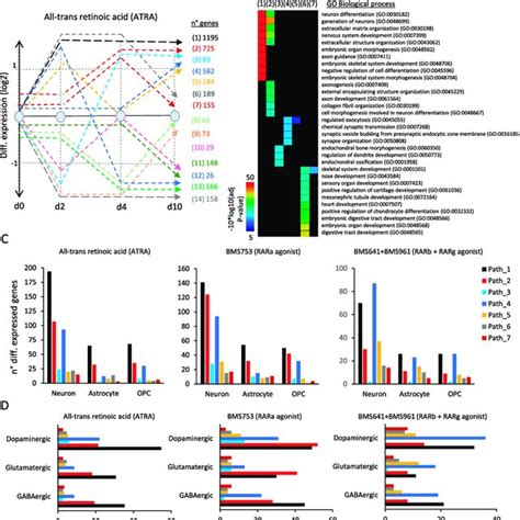 Temporal Gene Co Expression Analysis During Cell Specialization Driven