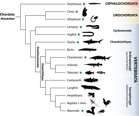 Chordate Biology Simple