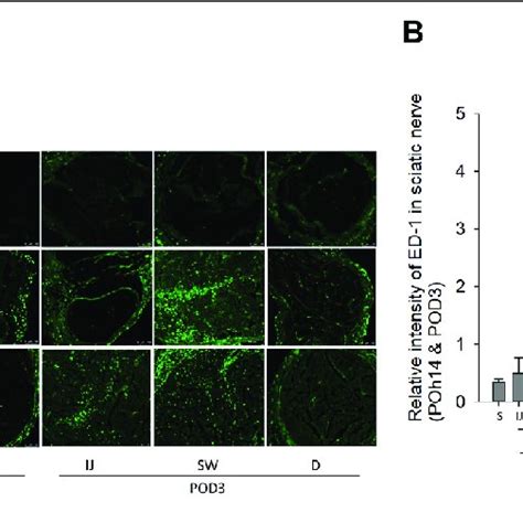 Intrafascicular Saline Ropivacaine Injection Into Sciatic Nerve Download Scientific Diagram