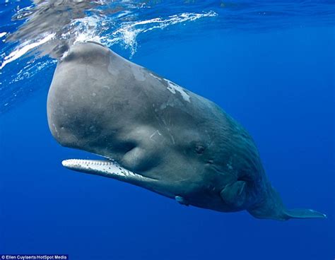 Whale Whales Basic Facts About Whales Defenders Of Wildlife Species Amazing Collection