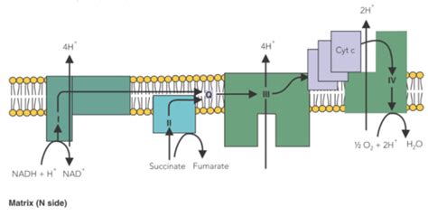 Biochem Final Exam Electron Transport Chain Flashcards Quizlet