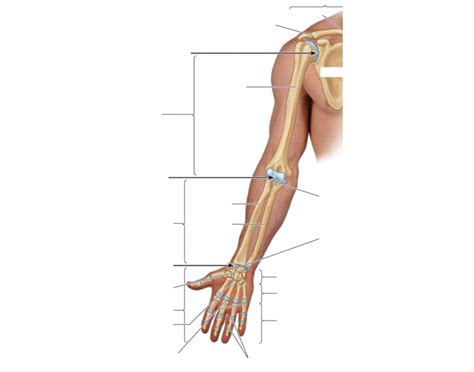 Bony Landmarks Of Upper Limb 2 Quiz