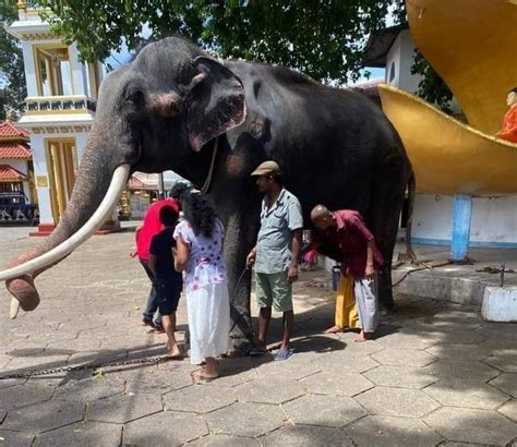 හොද වෙලා ගෙනාවා විතරයි ආයේ පුරුදු අපි කඩවත Api Kadawatha