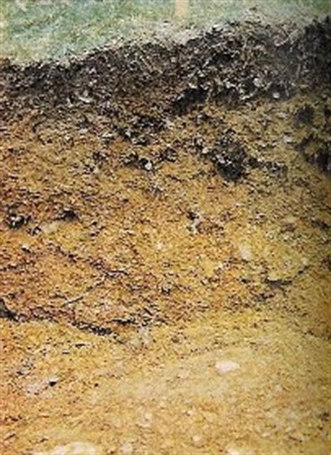 Why Do Soils Differ