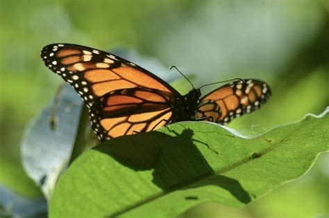 Monarch Butterfly Object Detection Dataset By Monarch Butterfly