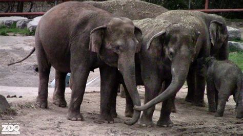 Watch Syracuses Miracle Elephant Twins Experience Their First Solar Eclipse Video