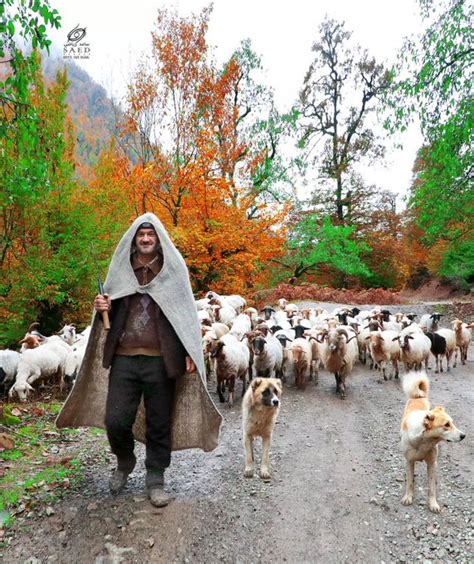 گله گوسفندان و چوپان زحمت‌کش در ارتفاعات گیلانعکس