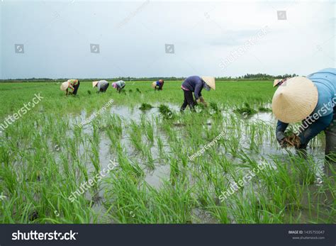 Wet Rice Cultivation