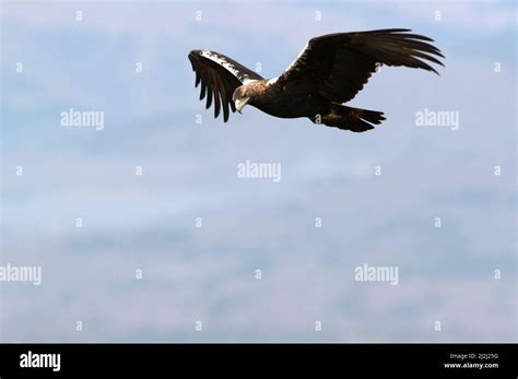 Adult Female Spanish Imperial Eagle Flying In A Mediterranean Forest
