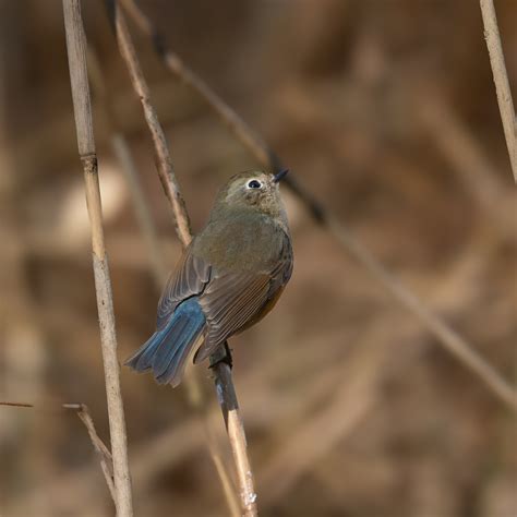 可愛いいルリビタキ若その2 野鳥に魅せられて