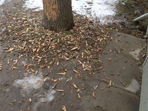 Bark Slices From Ash Tree Diy Home Improvement Forum