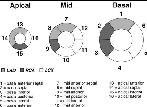 Diagram Shows A Segment Model Of The Left Ventricle Short Axis View Of Download Scientific