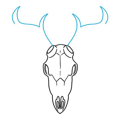 How To Draw A Deer Skull Deer Skull Drawing Deer Skulls Cartoon