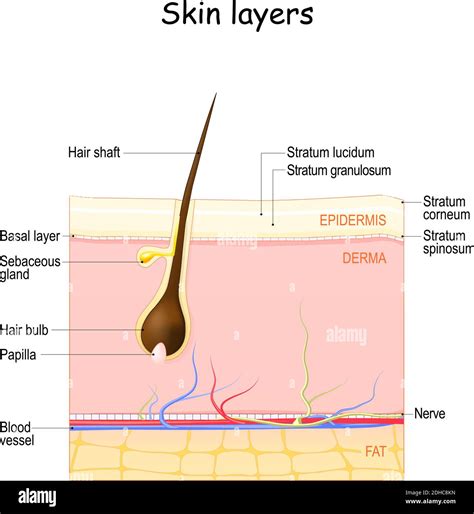 Subcutaneous Layer Hypodermis