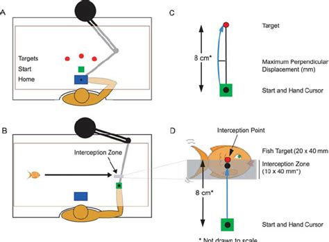 Experimental Tasks And Scoring Routines A The Stimuli And Response Download Scientific