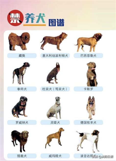 怎样才算文明养犬？沈阳公布48种禁养犬种，秋田、中华田园犬等在列财经头条