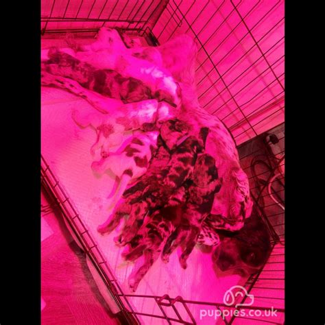 Sproodle Sale Bradford West Yorkshire Sproodle Puppies