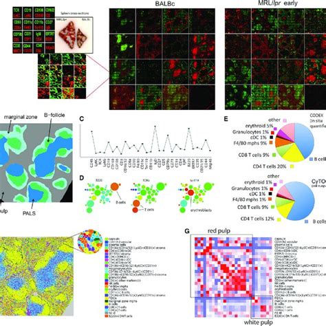 Codex Analysis Of Mouse Spleen Cryosections Co Stained For 28 Antigens