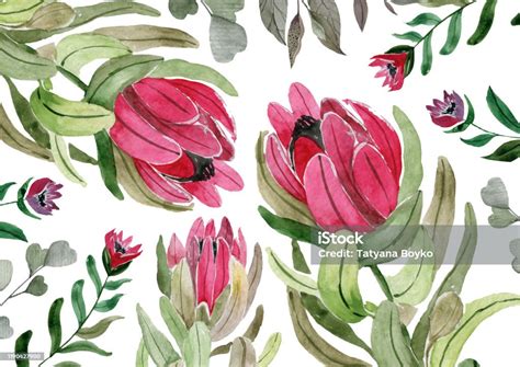 왕 프로 테아 꽃입니다 흰색 배경의 수채화 일러스트레이션 0명에 대한 스톡 벡터 아트 및 기타 이미지 0명 꽃 꽃의 구조 꽃 식물 Istock
