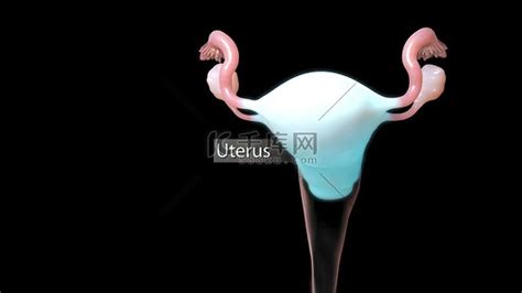 女性生殖系统图解高清摄影大图 千库网 女性生殖系统图解高清摄影大图 千库网