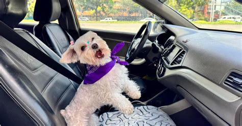 Cómo Usar Cabify Si Llevo Mascota Y Necesito Un Taxi O Vehículo Particular Actualiza La App