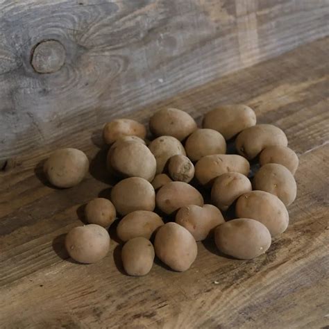 Tubercules De Pomme De Terre Stemster La Ferme De Sainte Marthe